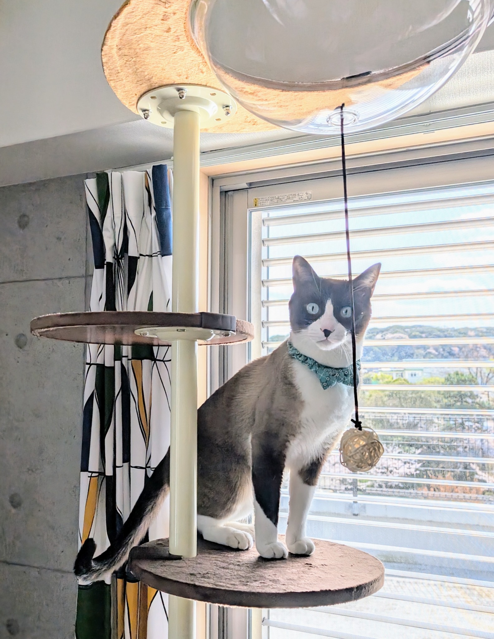 猫の年齢を人間に換算すると？成長と体の変化を徹底解説 - 猫おばさんの小さな冒険案内所