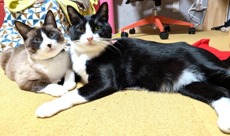 「猫のフン」紛争 日本の場合は？ - 猫おばさんの小さな冒険案内所